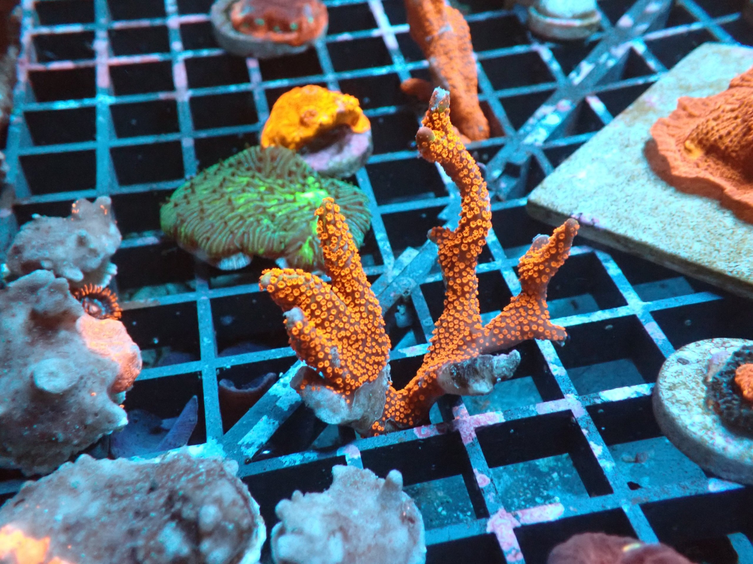 Forest Fire Digi Frag - Blackfish Marine