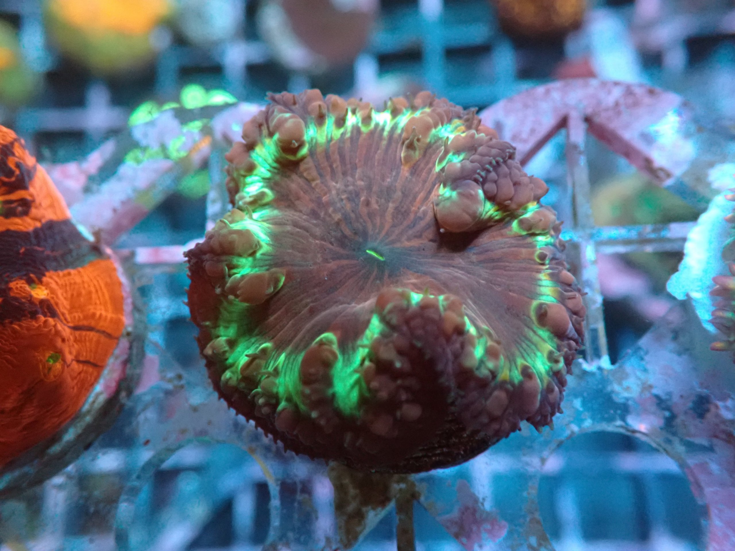 Croc Eye Blasto Coral - Blackfish Marine