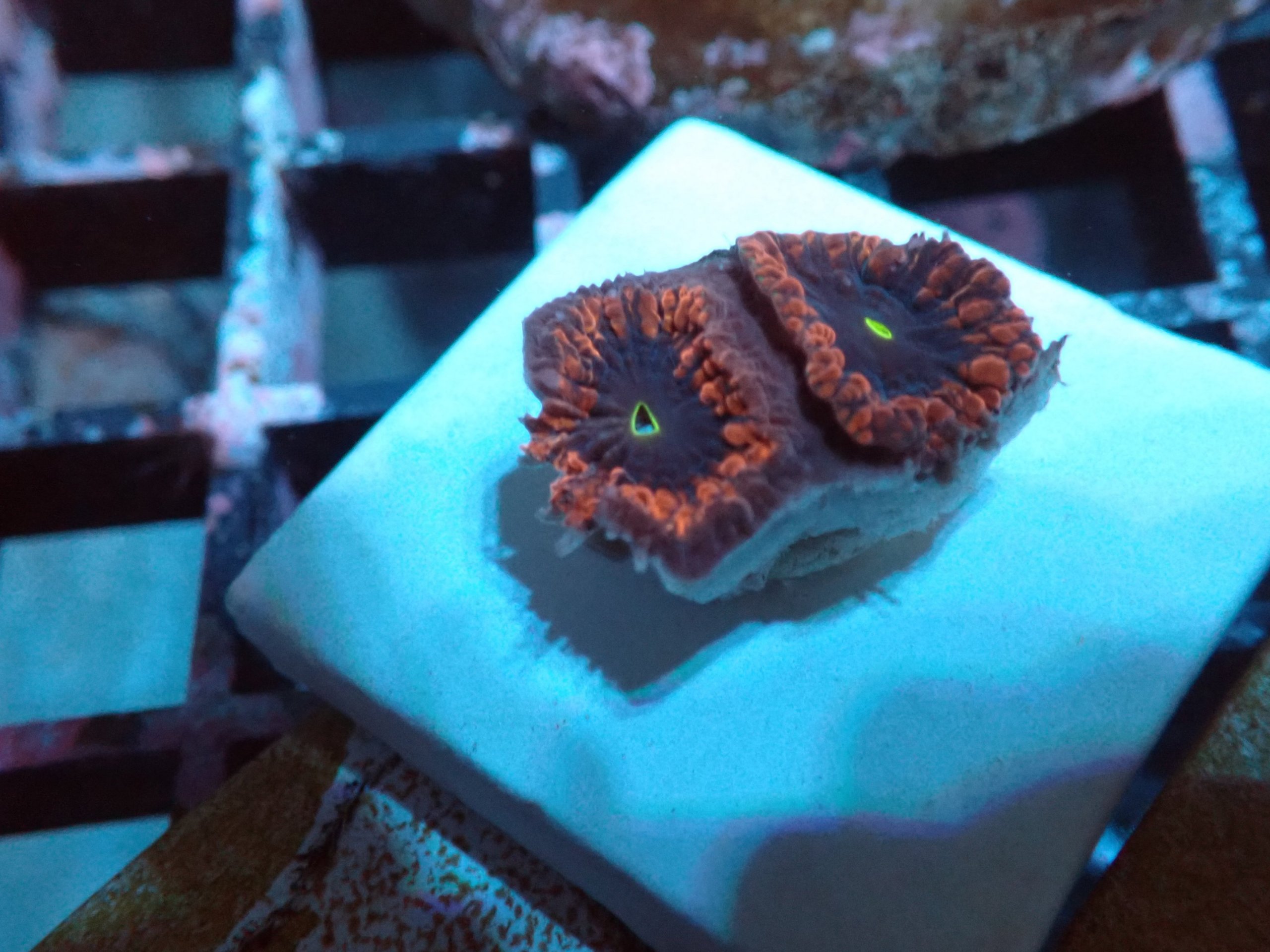 Double Deadpool Blasto Coral - Blackfish Marine