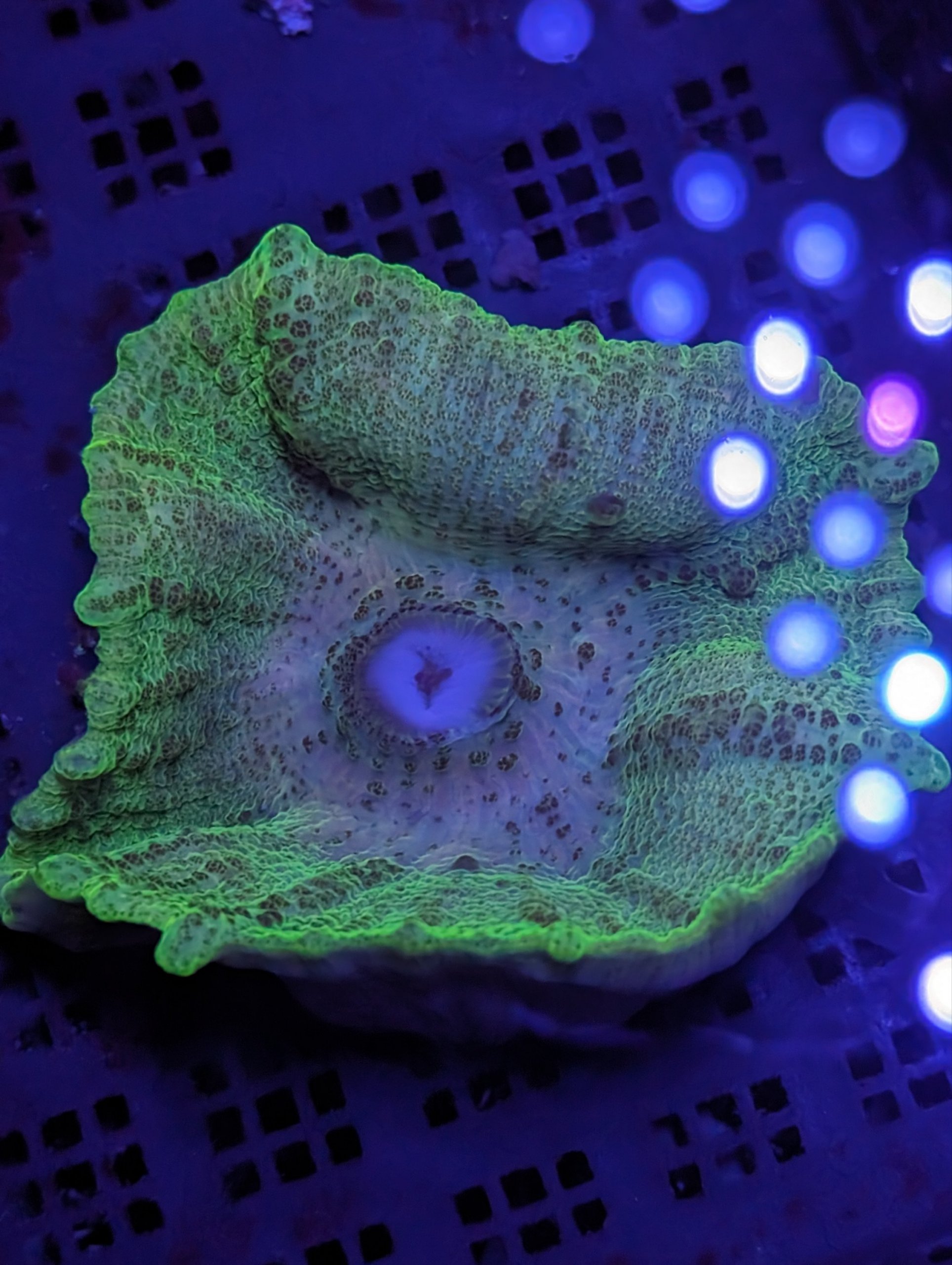 Caribbean Discosoma Neglecta Mushroom - Blackfish Marine