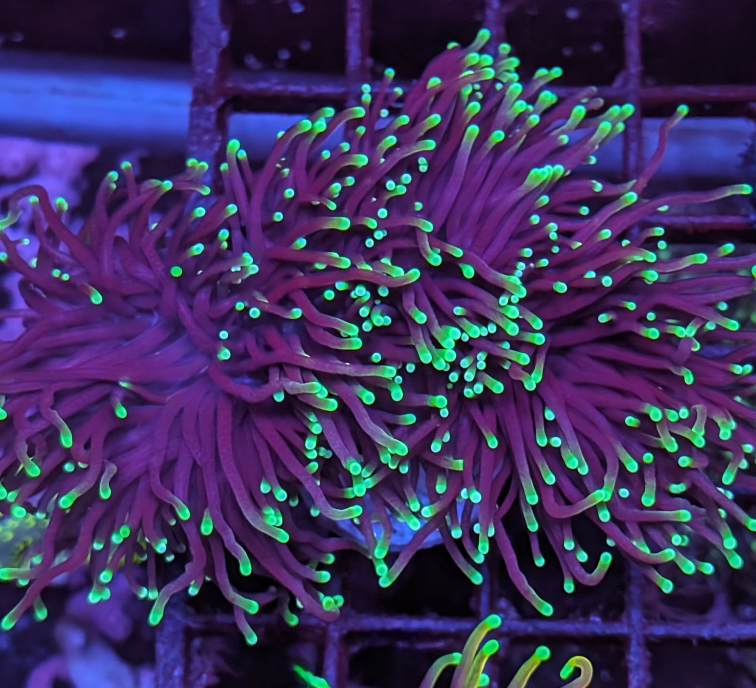 Toxic Hydra Soul Torch Double - Blackfish Marine