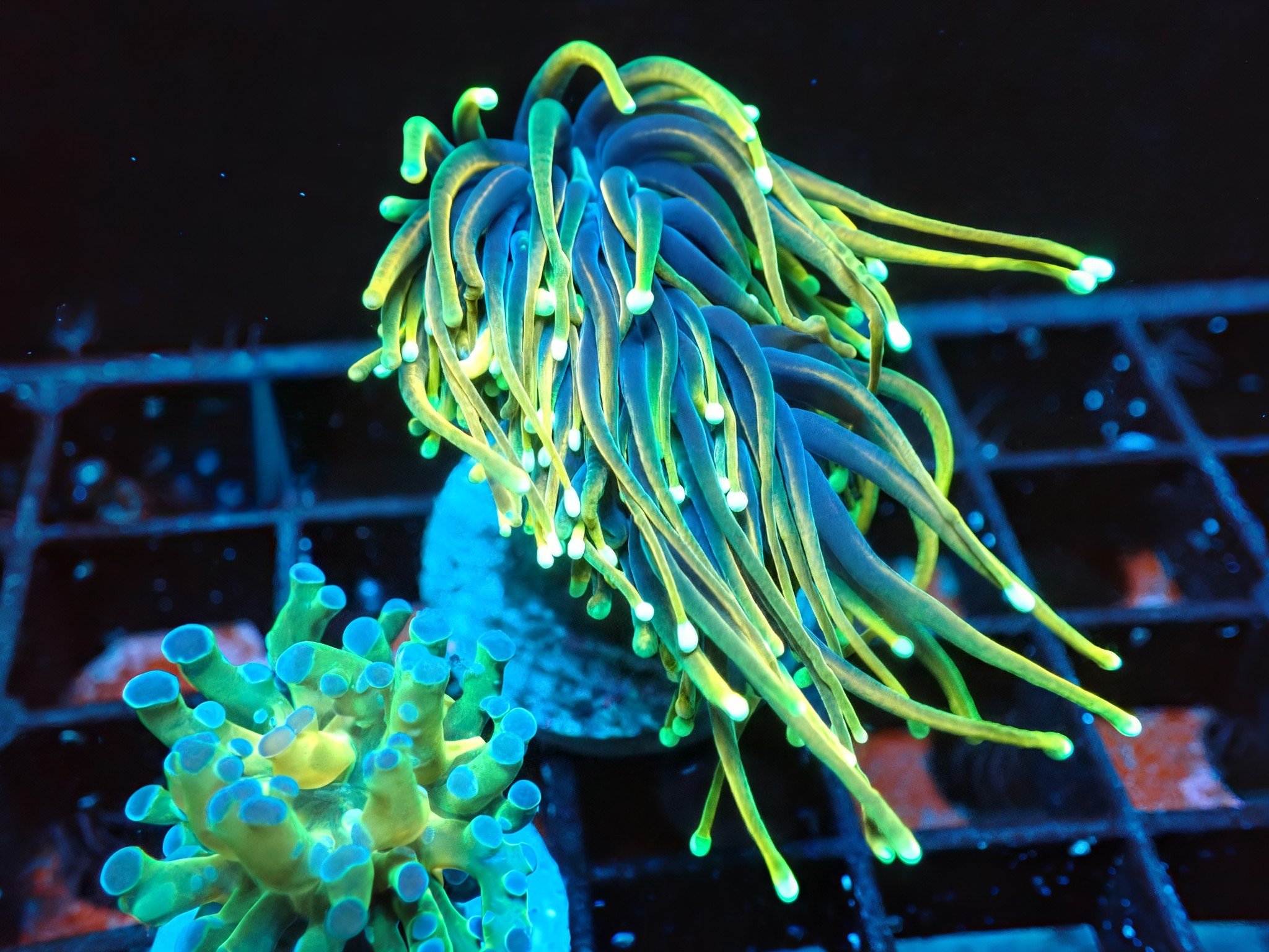 Grade A Dragon Soul Torch Coral - Blackfish Marine