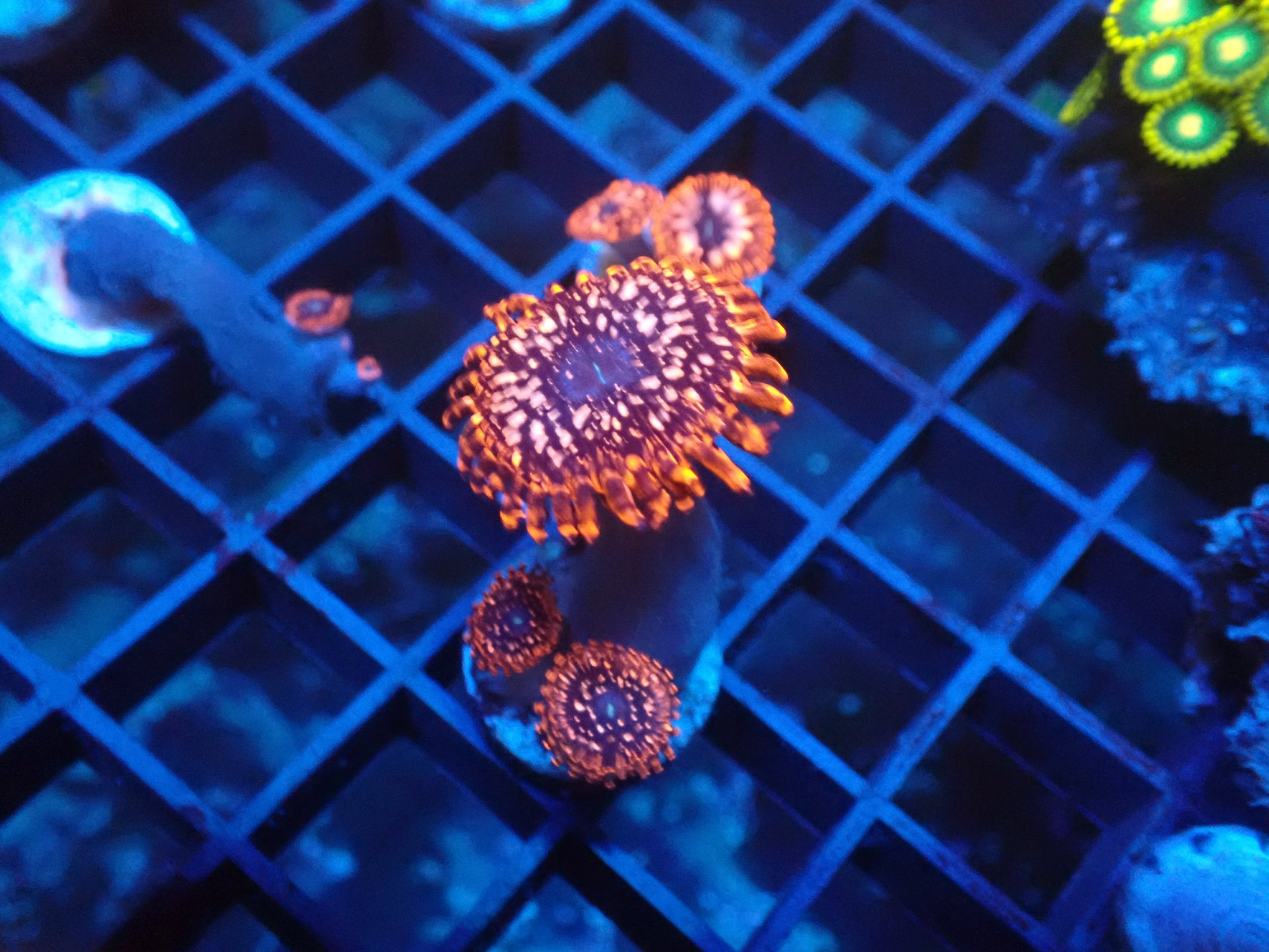 Large Head Zoas Utter Chaos - Blackfish Marine