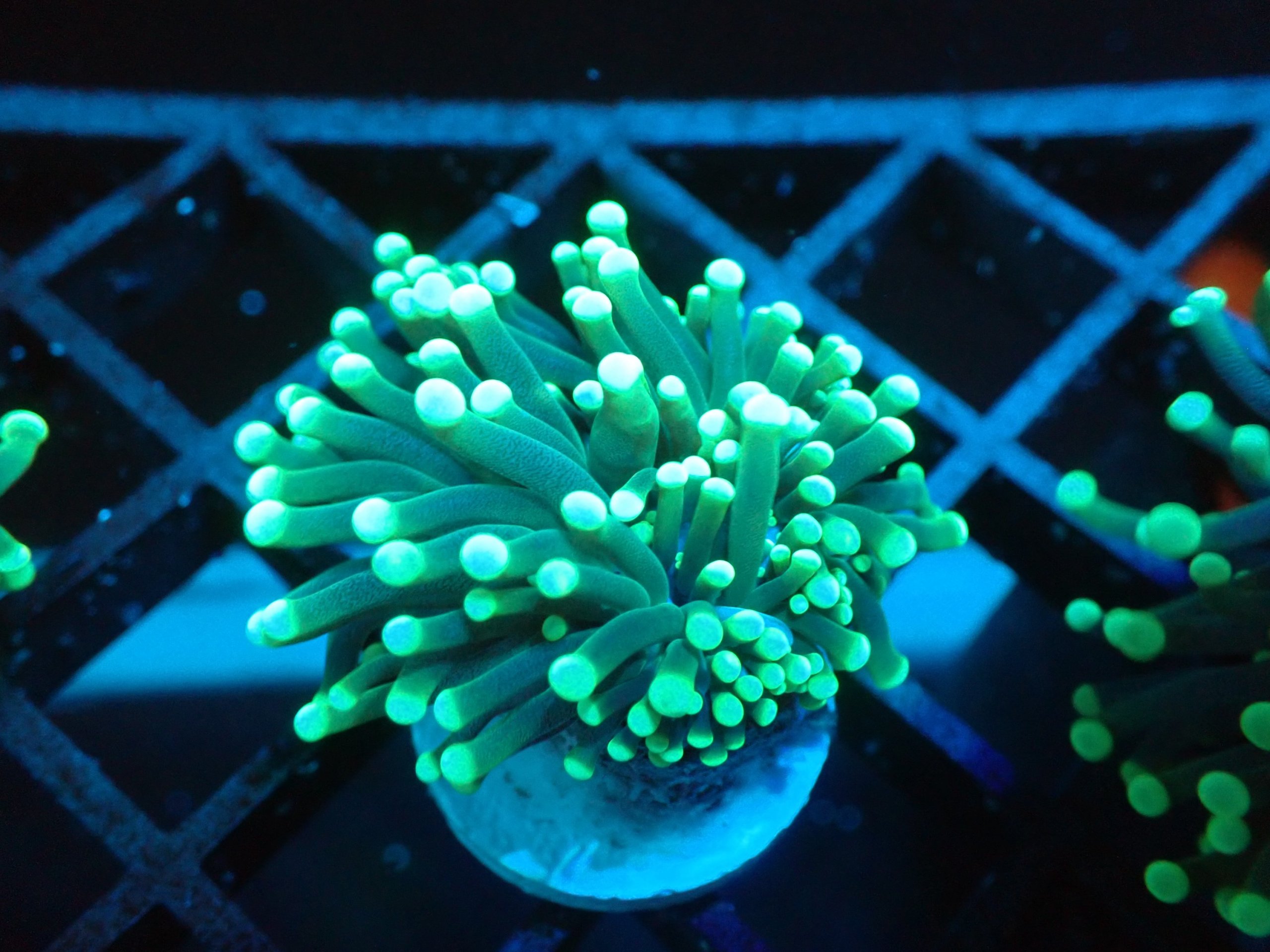 White Tip Torch Coral - Blackfish Marine