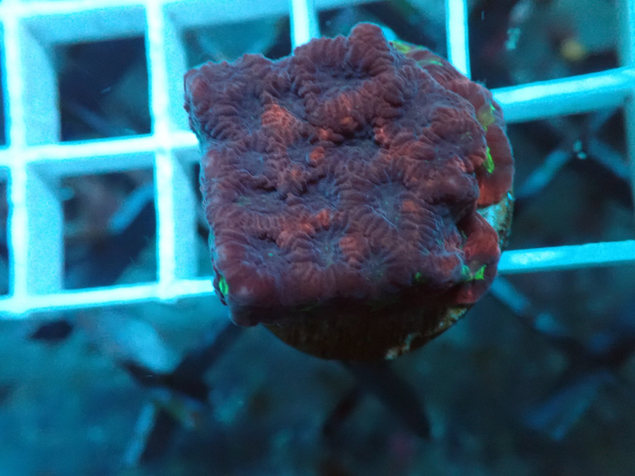 Red Favia Coral Frag - Blackfish Marine