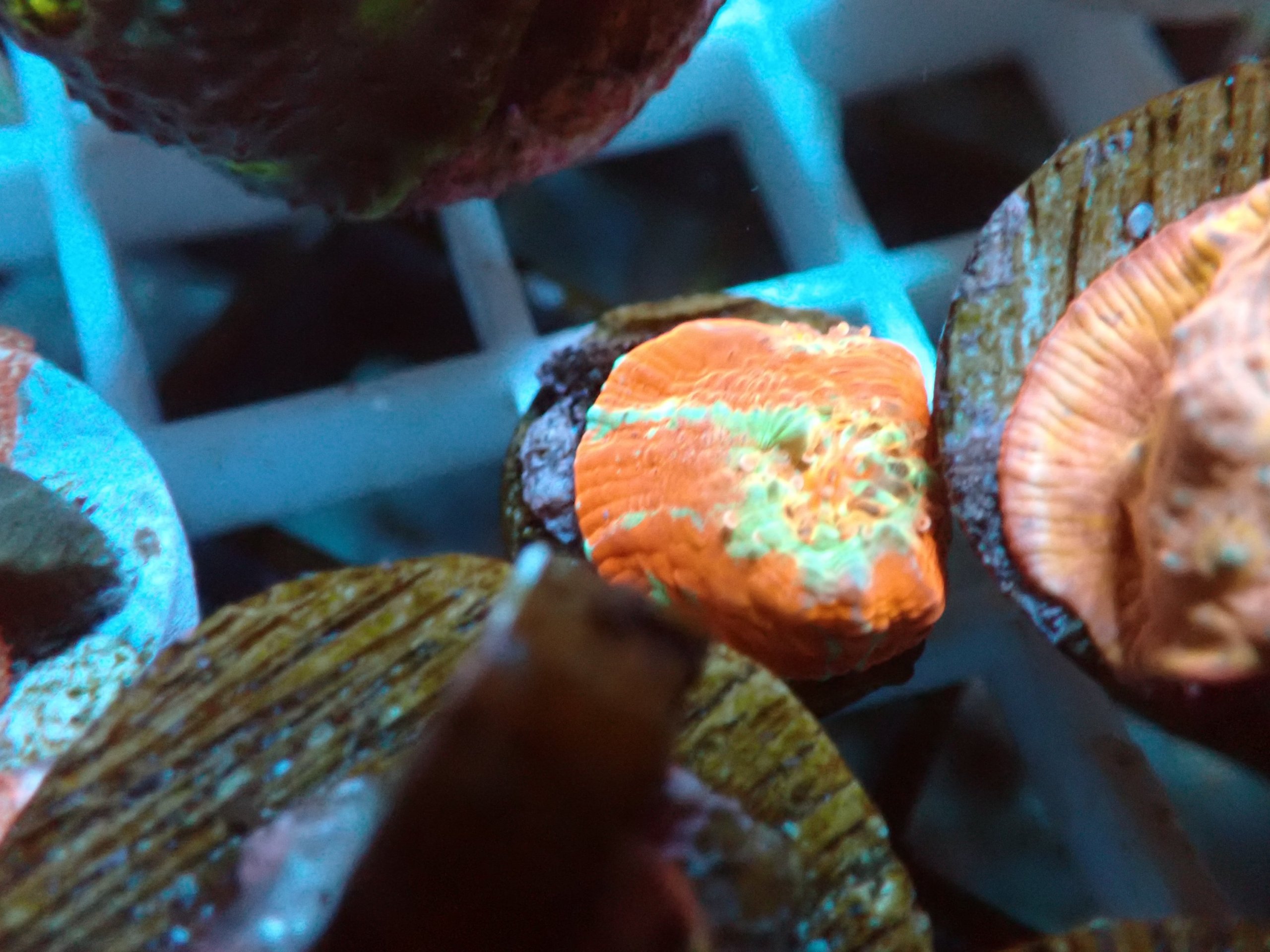 Blue Fox Chalice Frag - Blackfish Marine