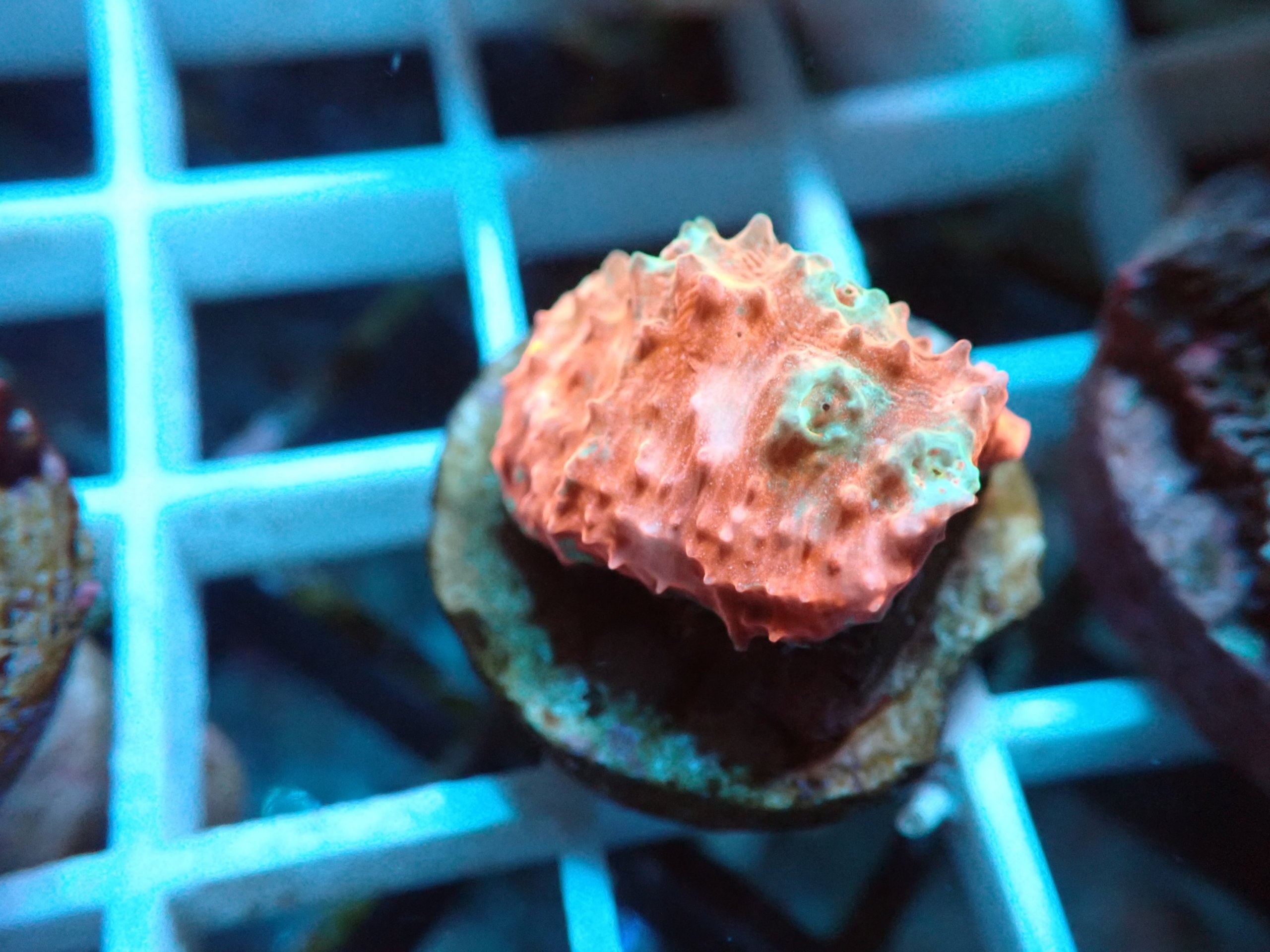 Blue Fox Chalice Frag - Blackfish Marine