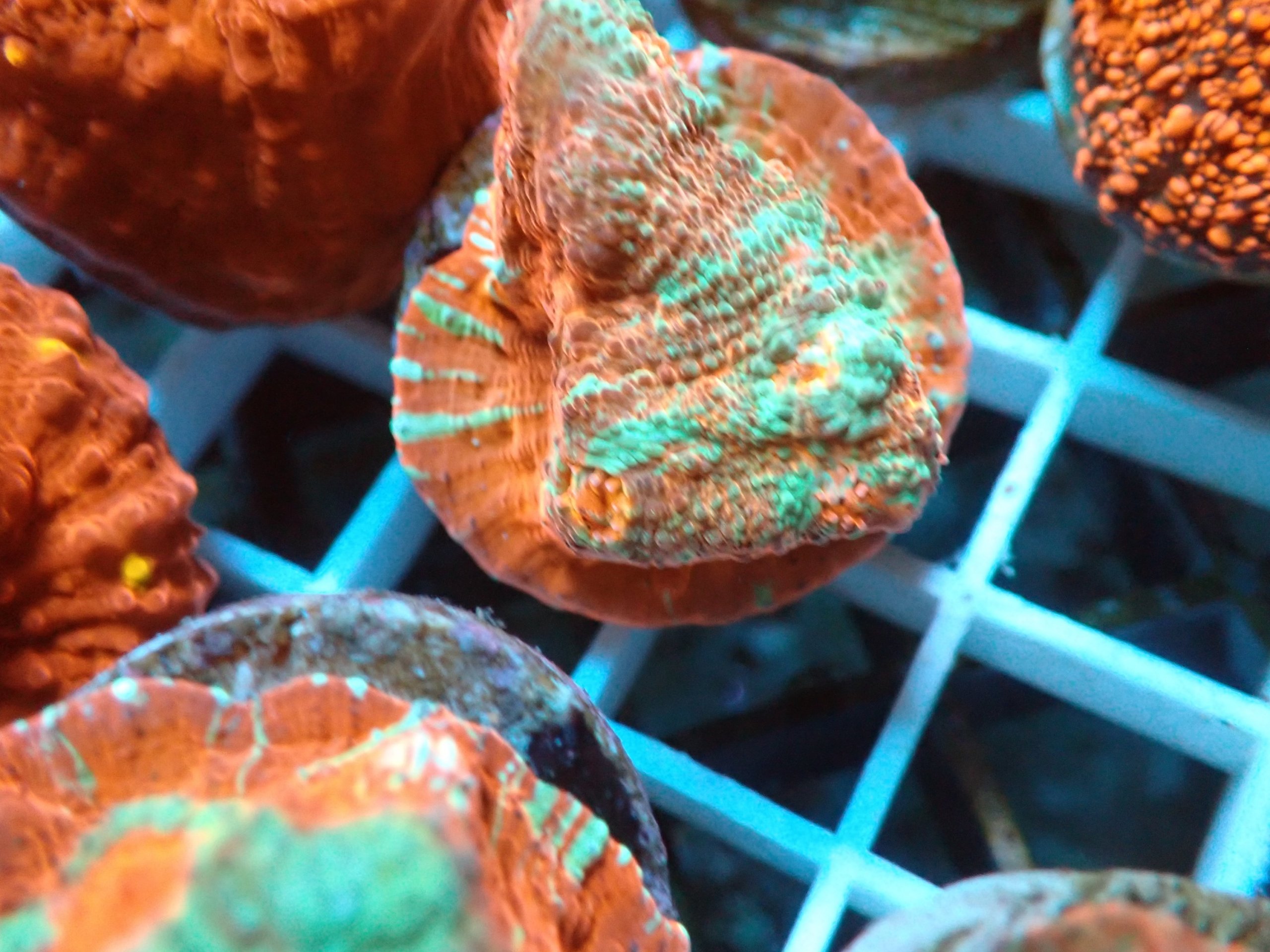 Blue Fox Chalice Frag - Blackfish Marine