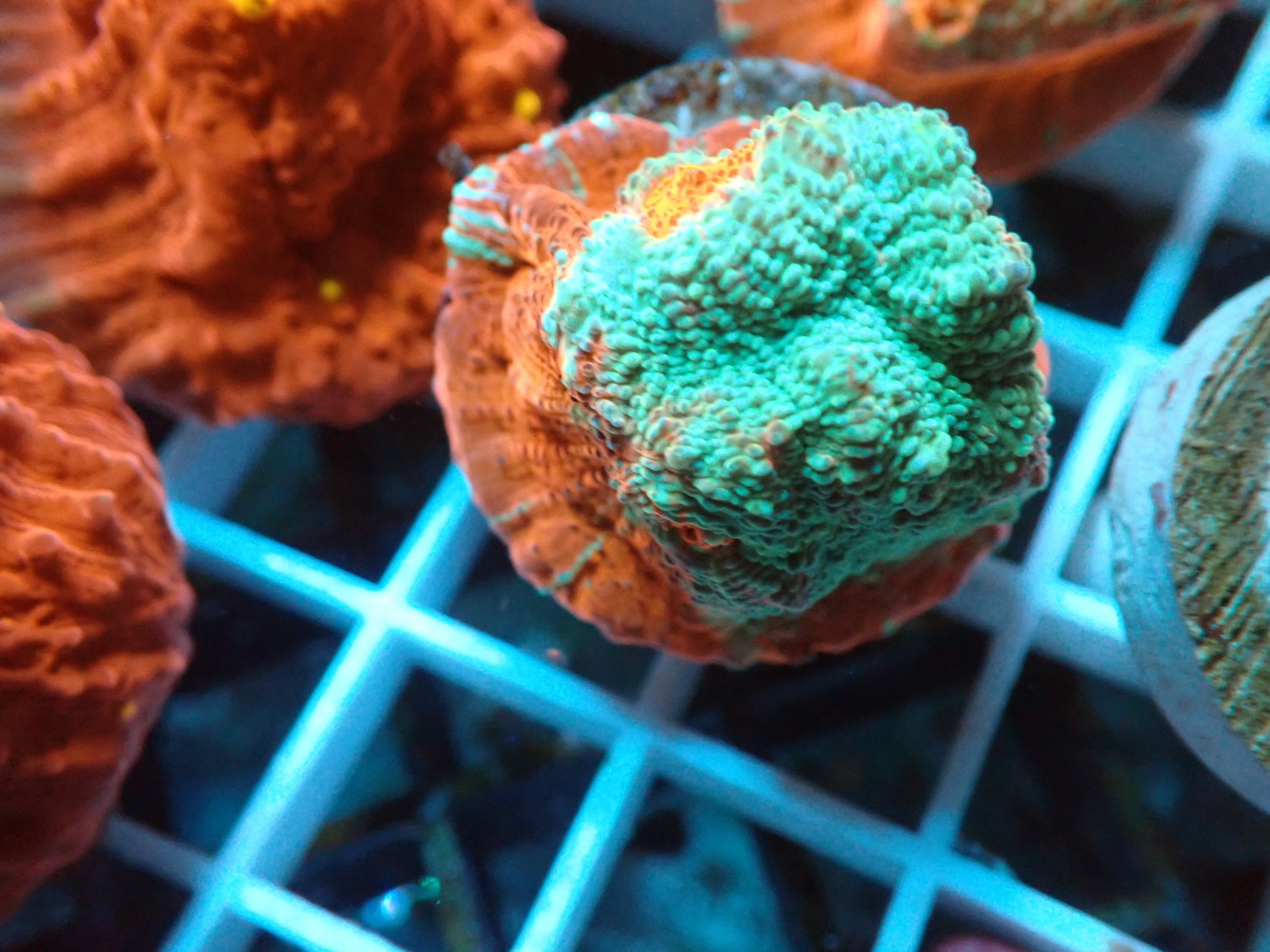 Blue Fox Chalice Frag - Blackfish Marine