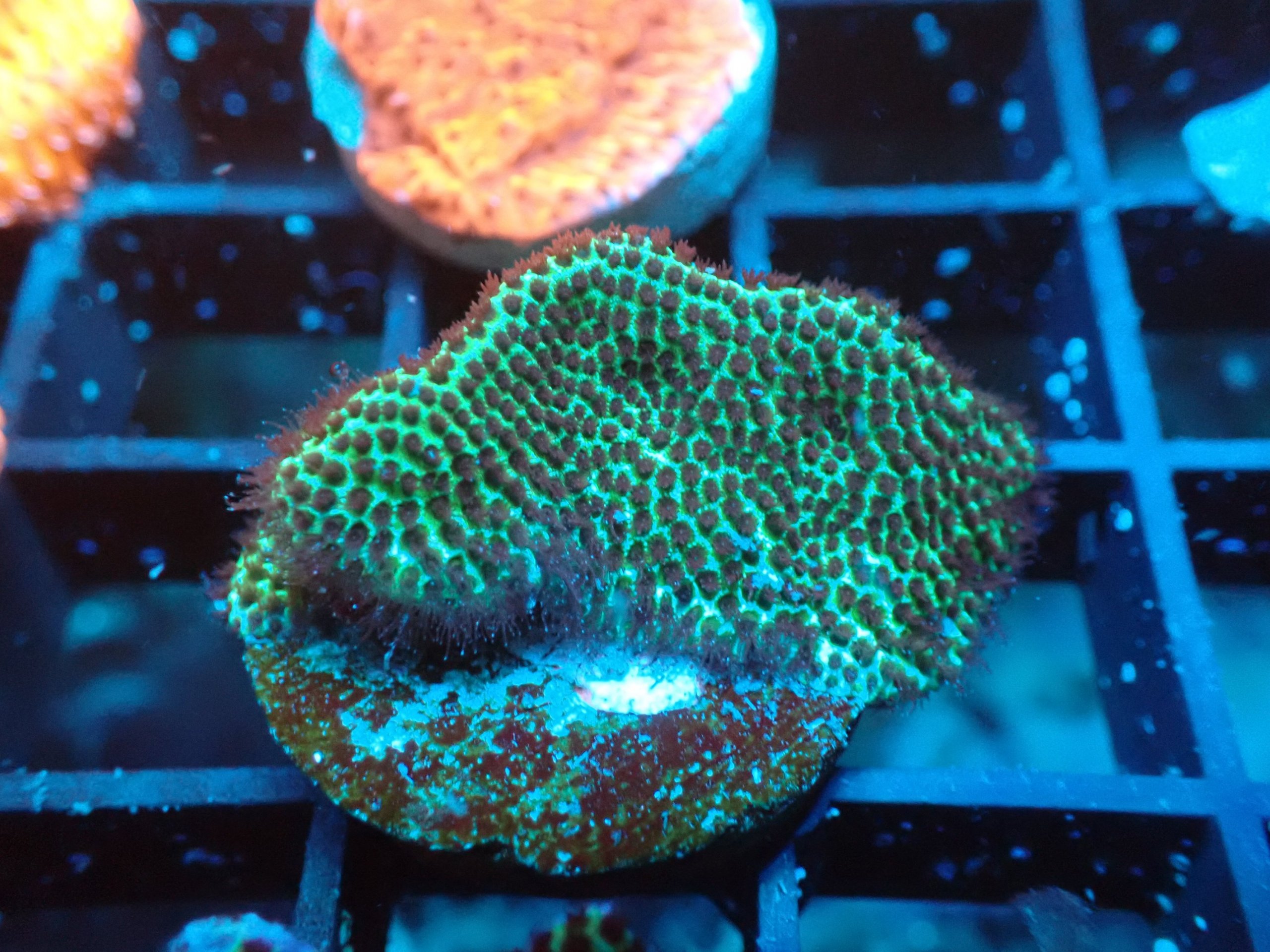 Snake Skin Porites - Blackfish Marine