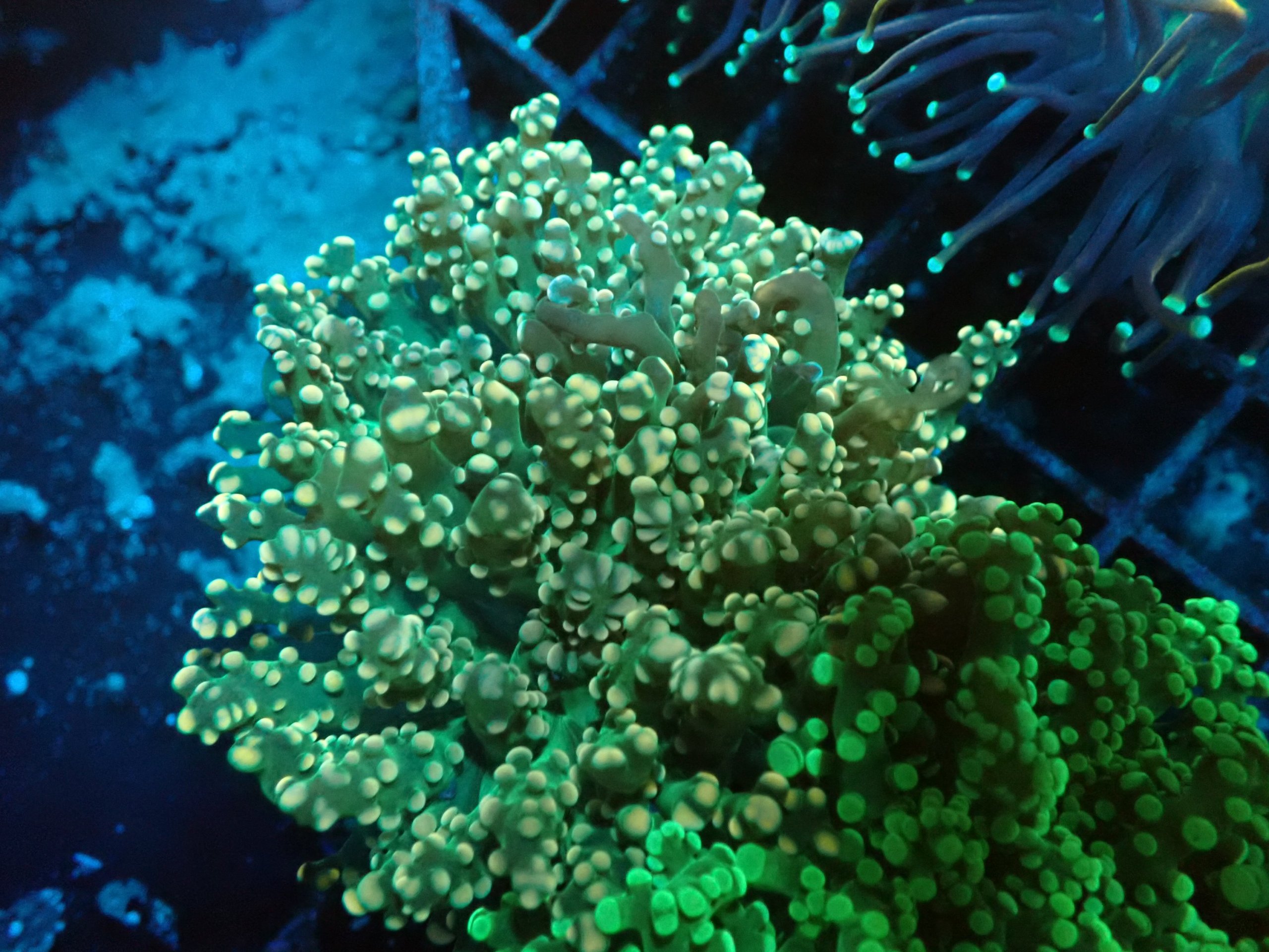 Pink Tip Frogspawn Coral - Blackfish Marine