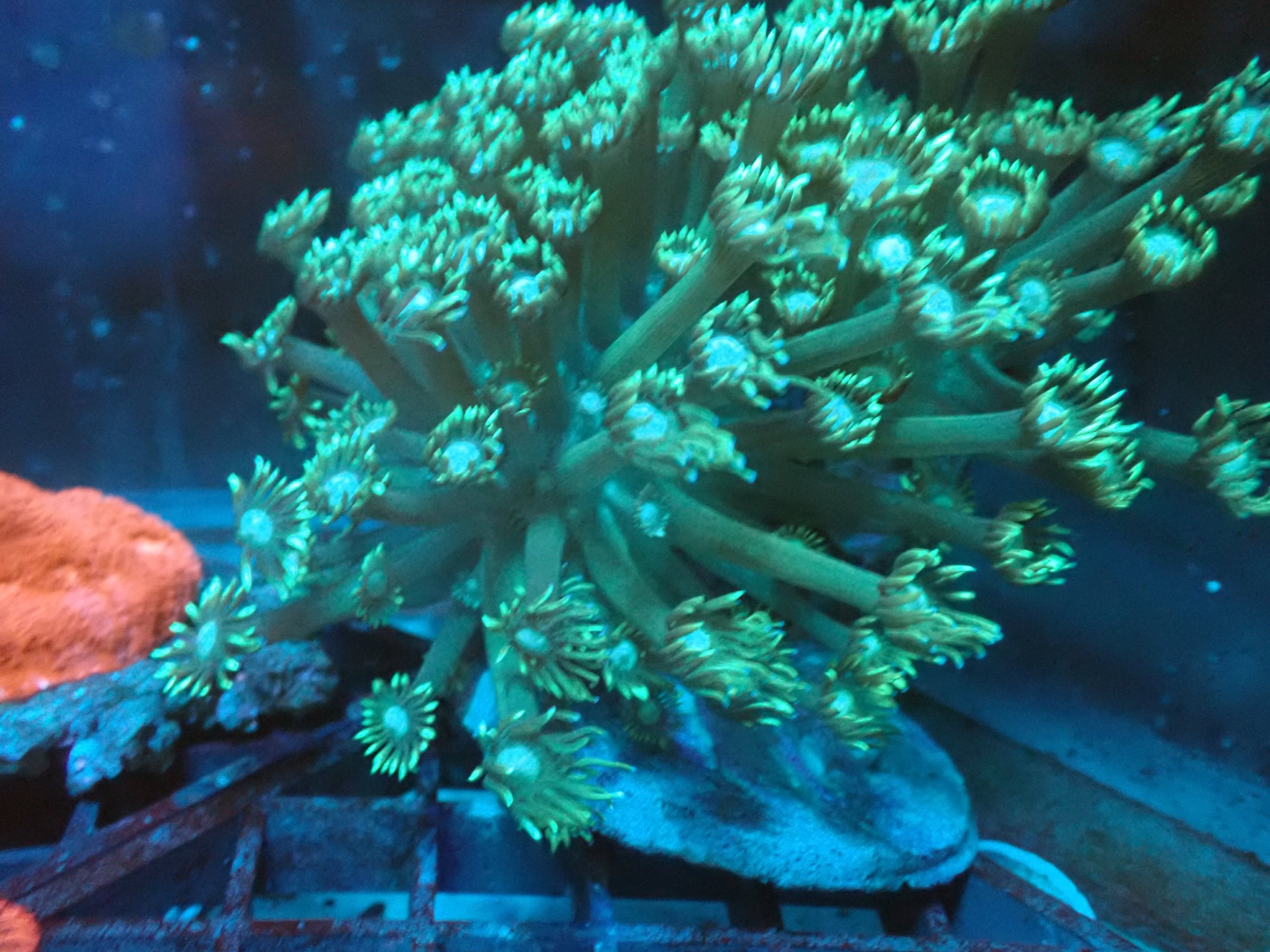 Large Branching Alveopora - Blackfish Marine