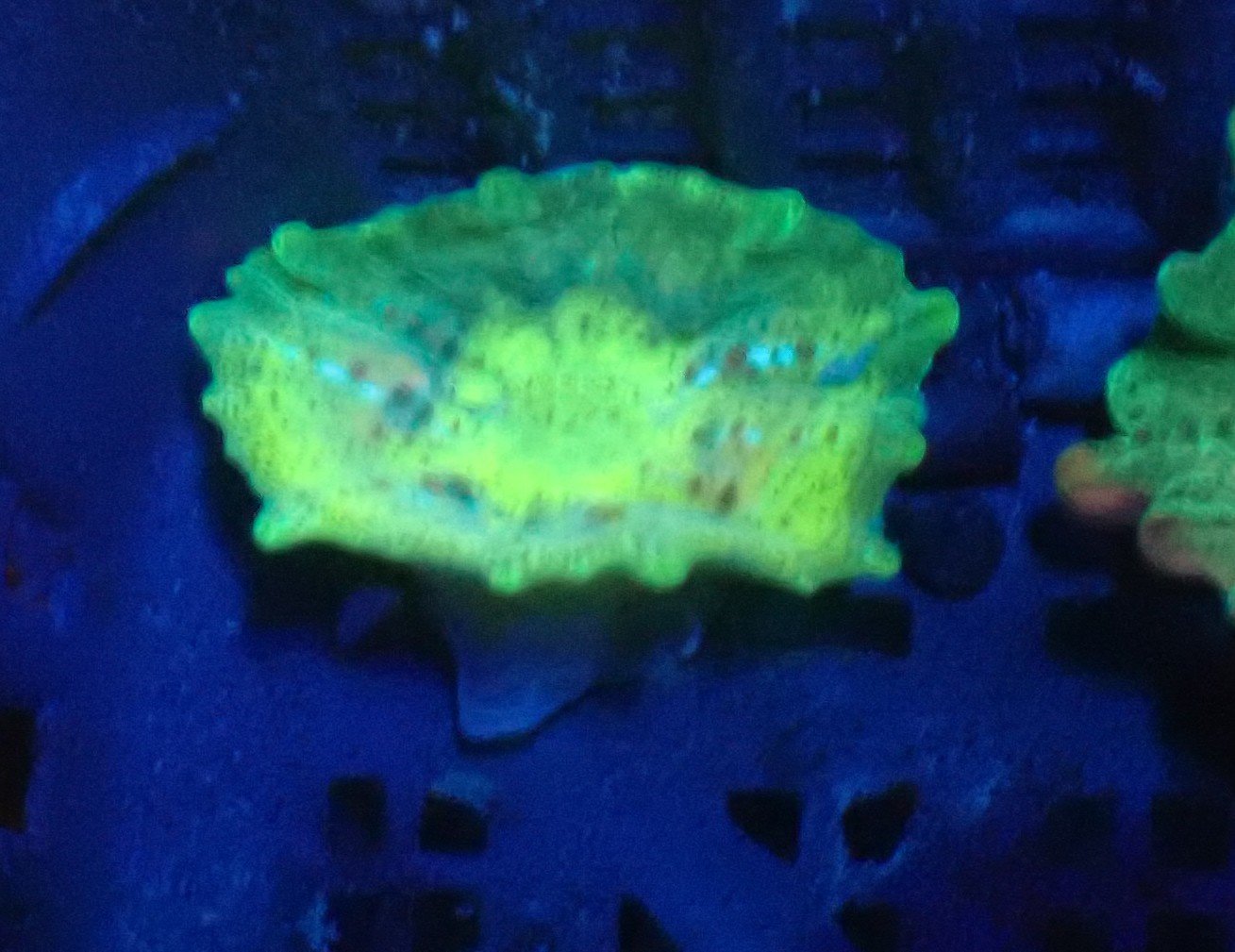 Caribbean Discosoma Neglecta Mushroom - Blackfish Marine