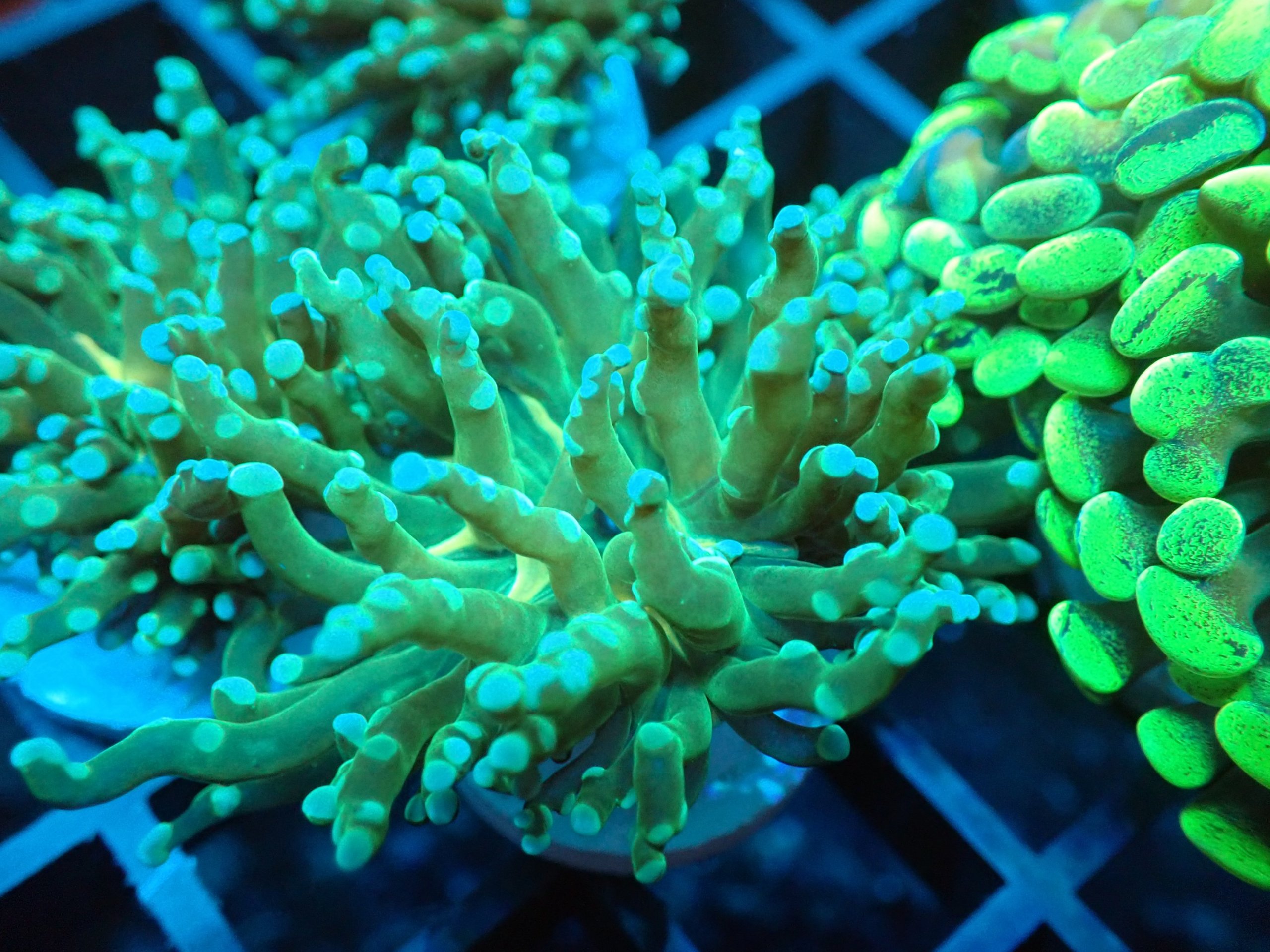 Green Frogspawn Coral - Blackfish Marine