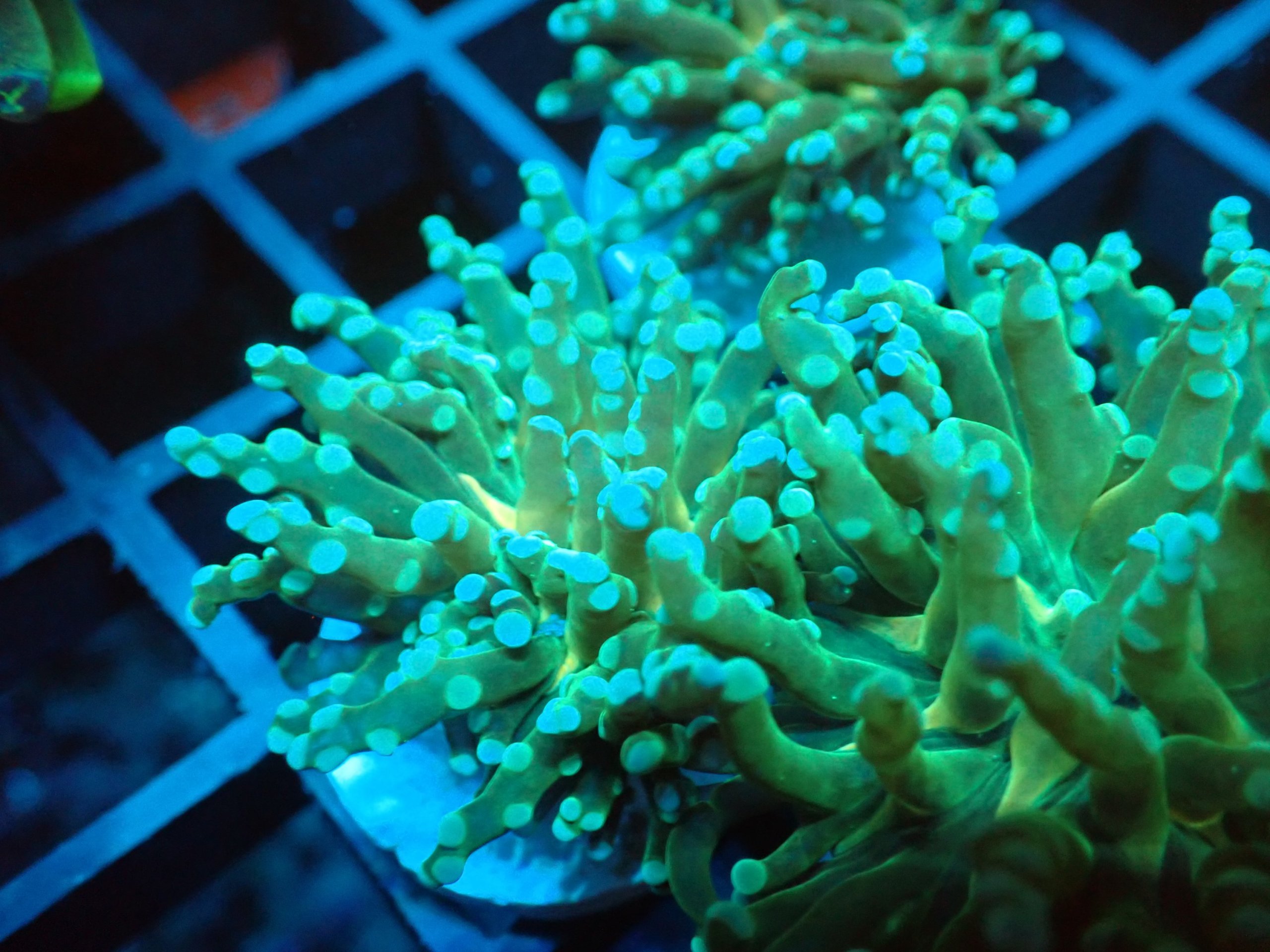 Green Frogspawn Coral - Blackfish Marine