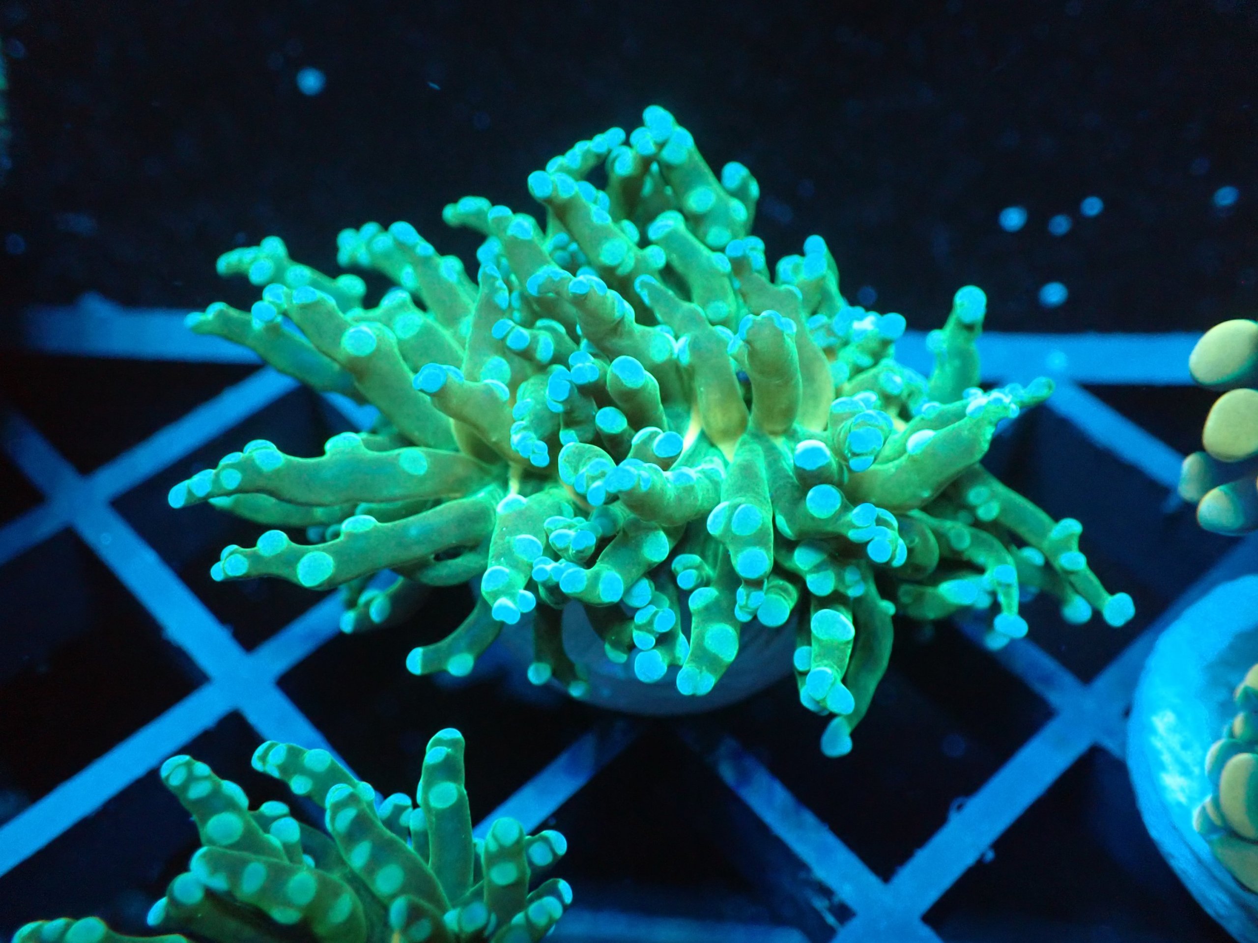 Green Frogspawn Coral - Blackfish Marine