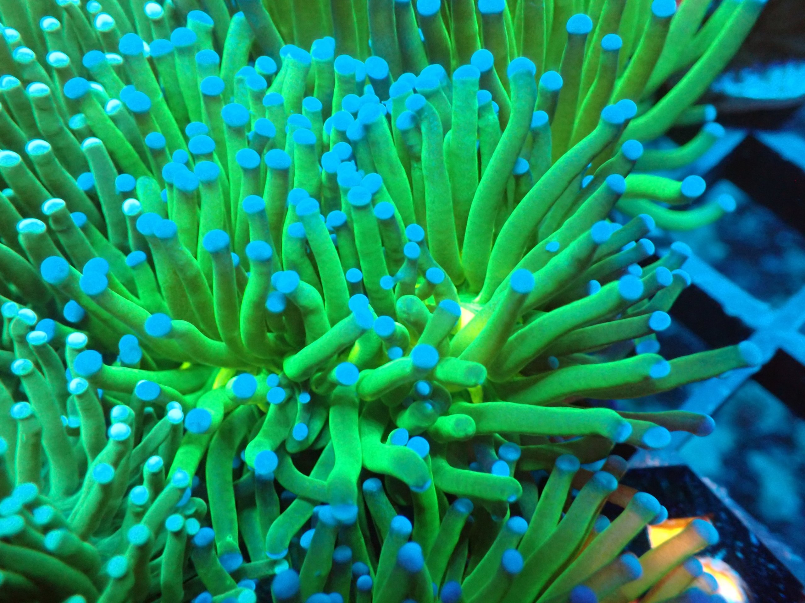 Blue Tip Torch Coral - Blackfish Marine