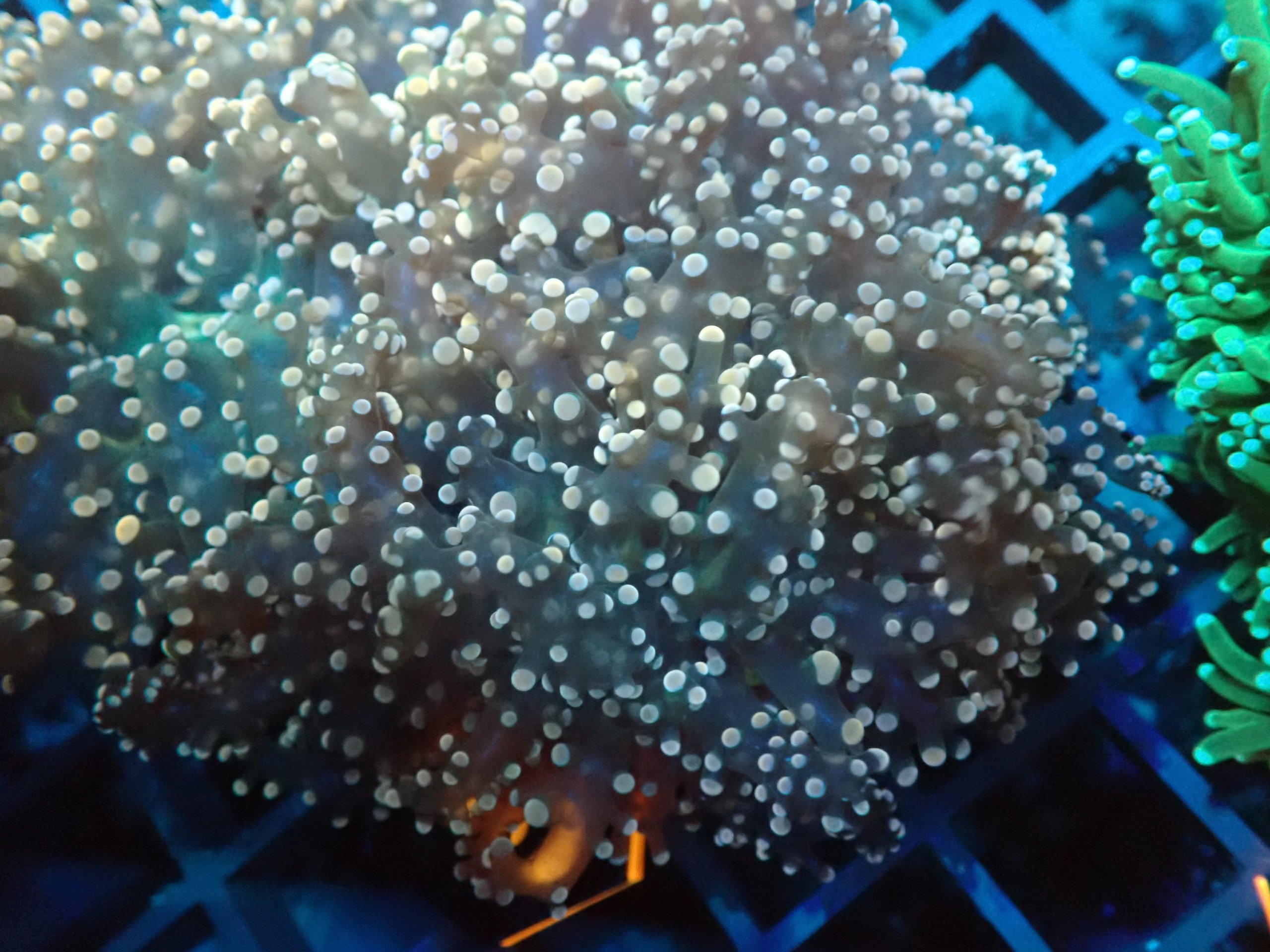 Purple/pink Tip Frogspawn Coral - Blackfish Marine