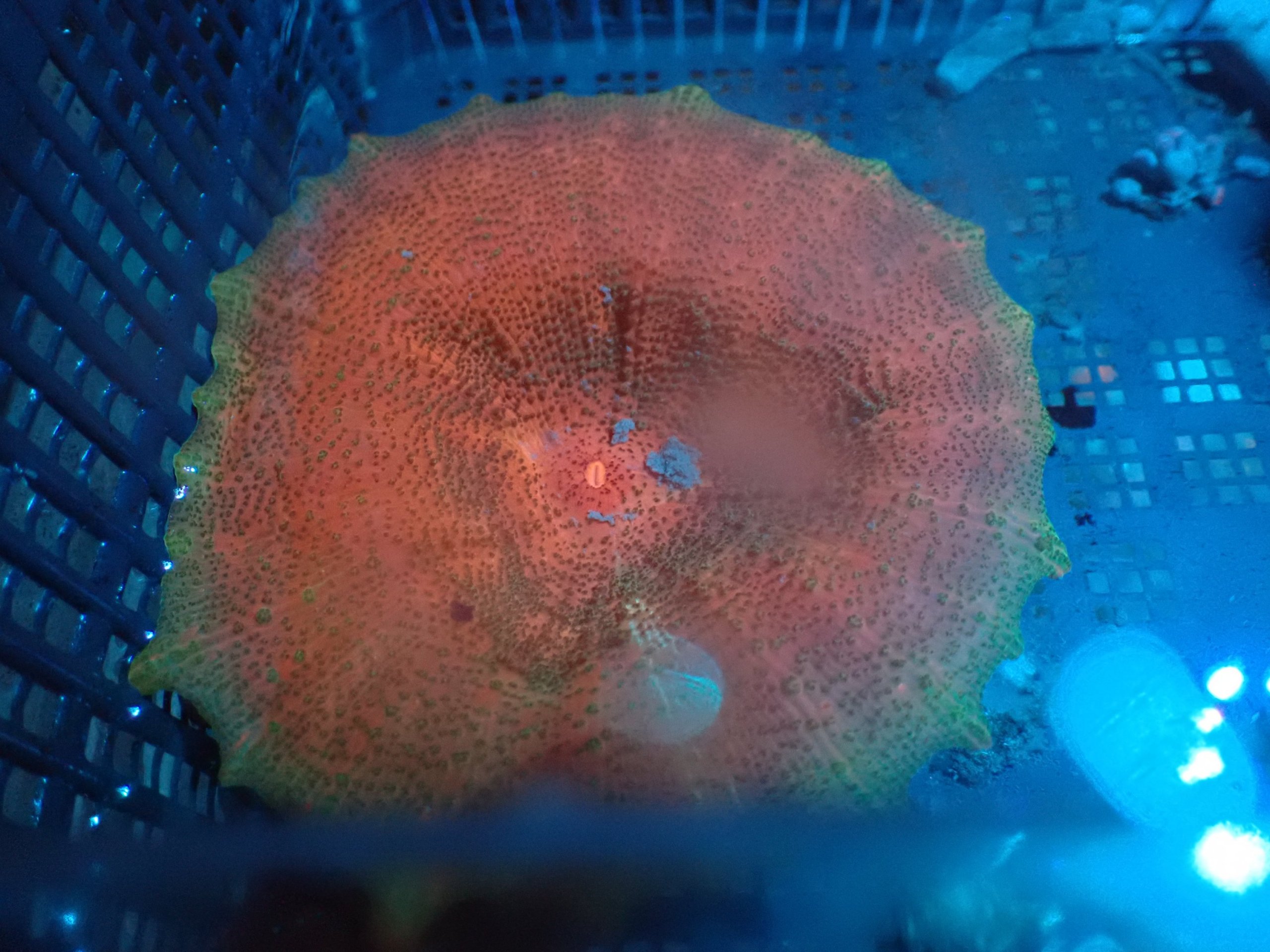 Caribbean Discosoma Neglecta Mushroom - Blackfish Marine