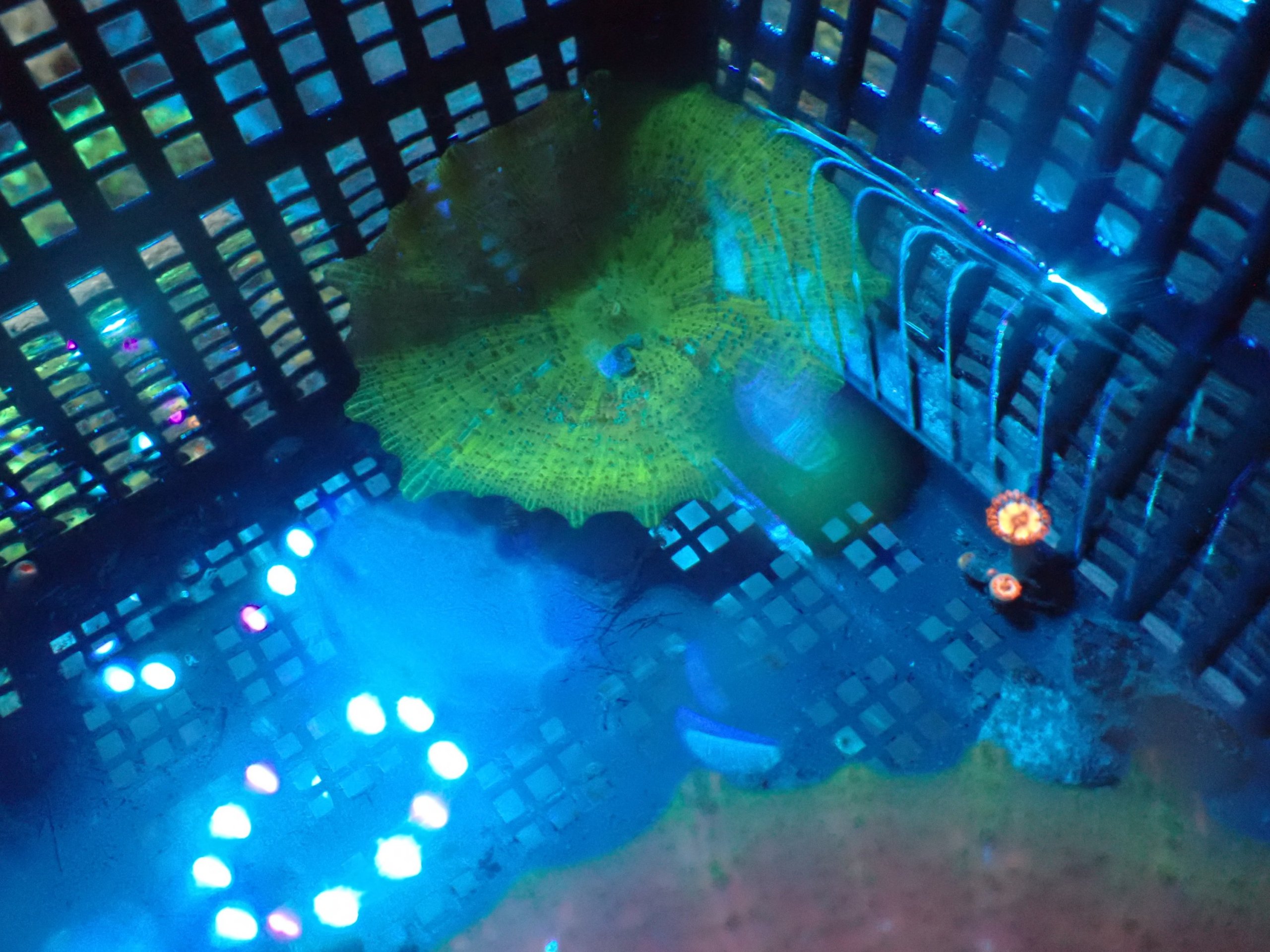 Caribbean Discosoma Neglecta Mushroom - Blackfish Marine