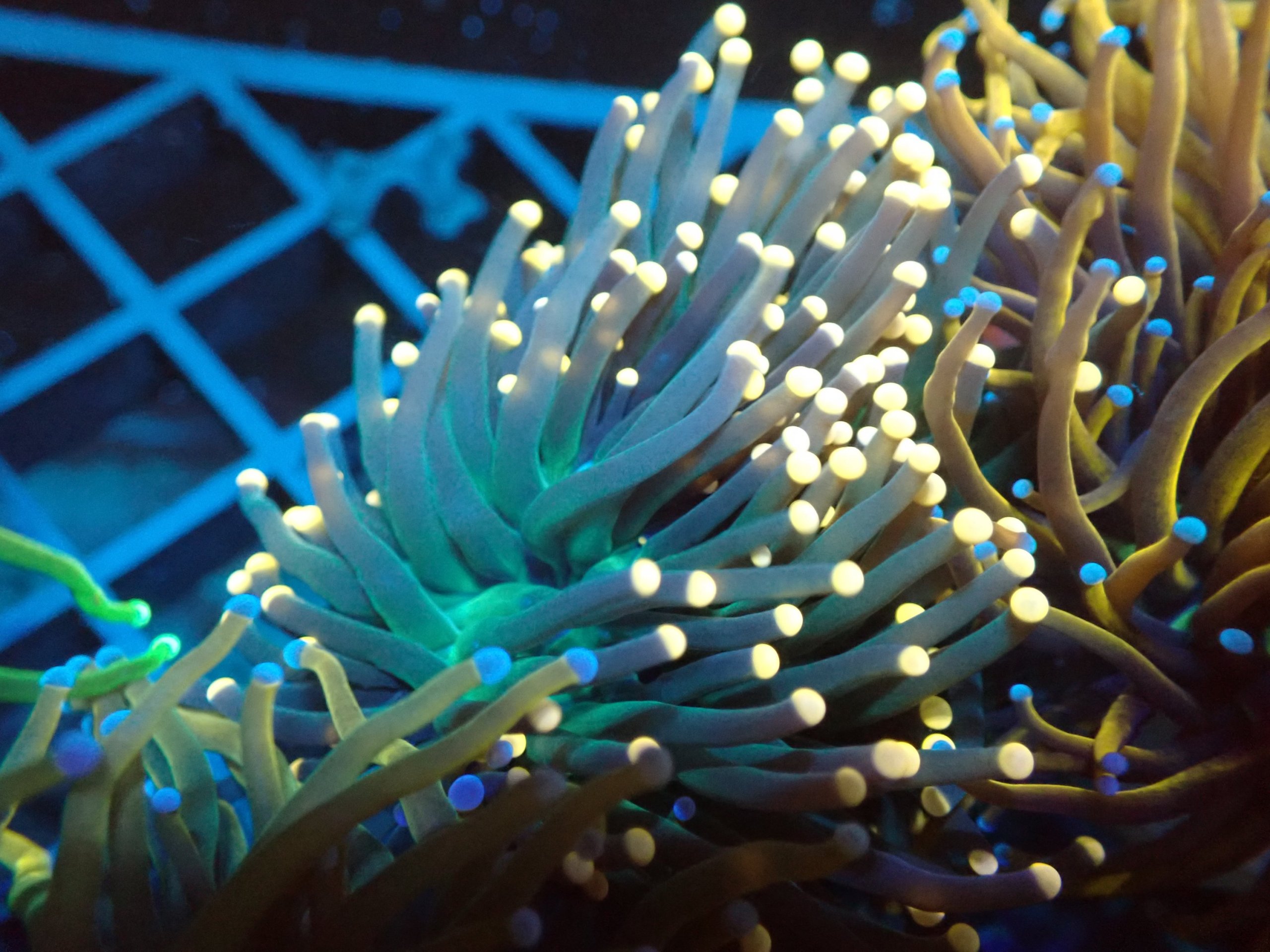 Peach Tip Rasta Torch - Blackfish Marine