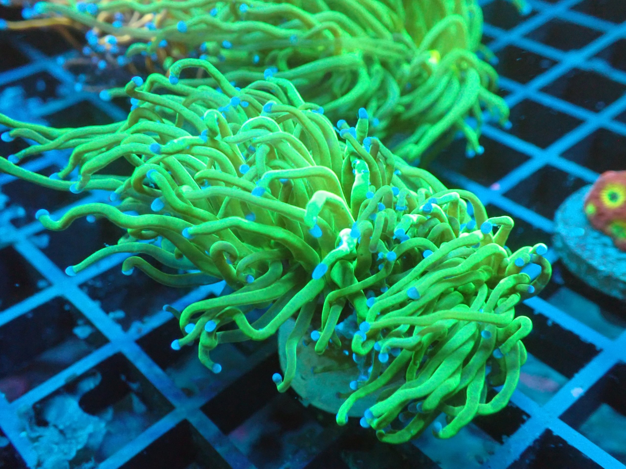 Blue Tip Torch Coral - Blackfish Marine