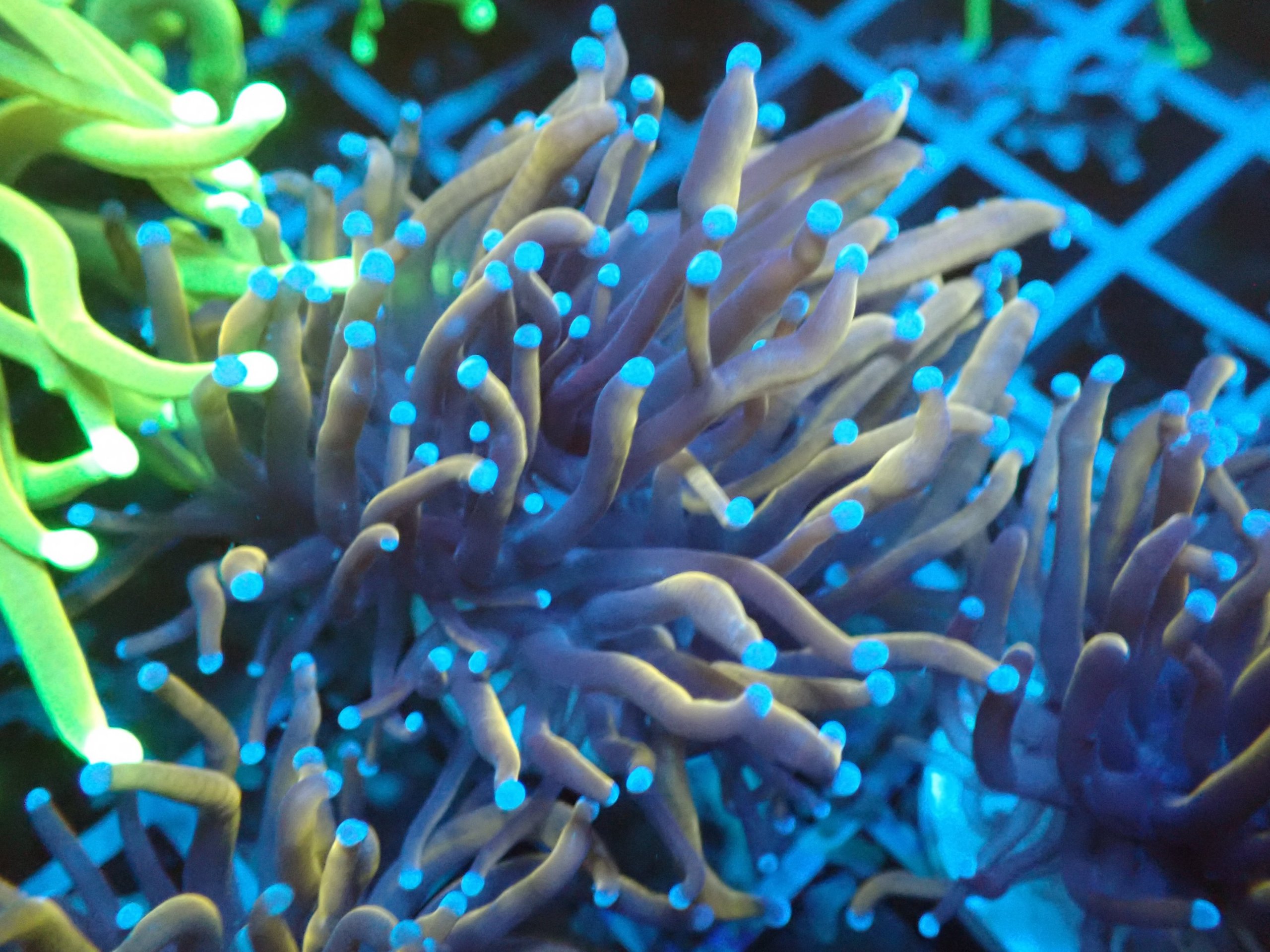 Indo Gold Torch Coral - Blackfish Marine