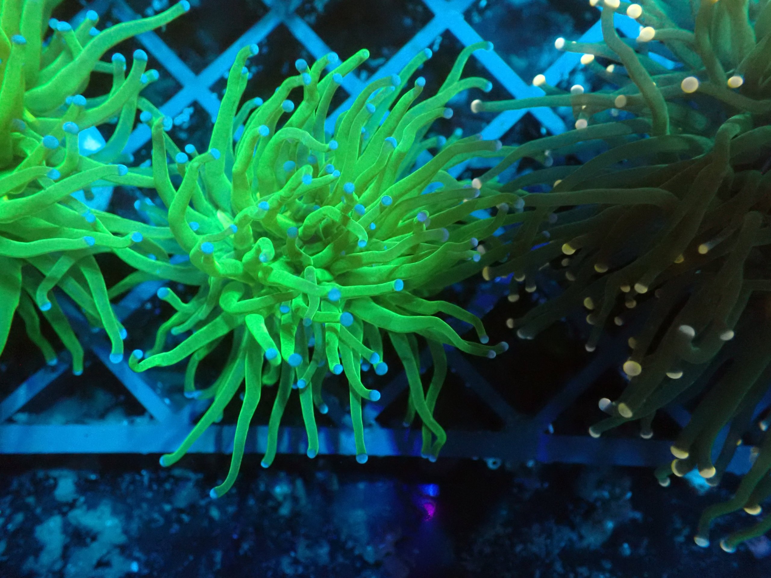 Blue Tip Torch Coral - Blackfish Marine