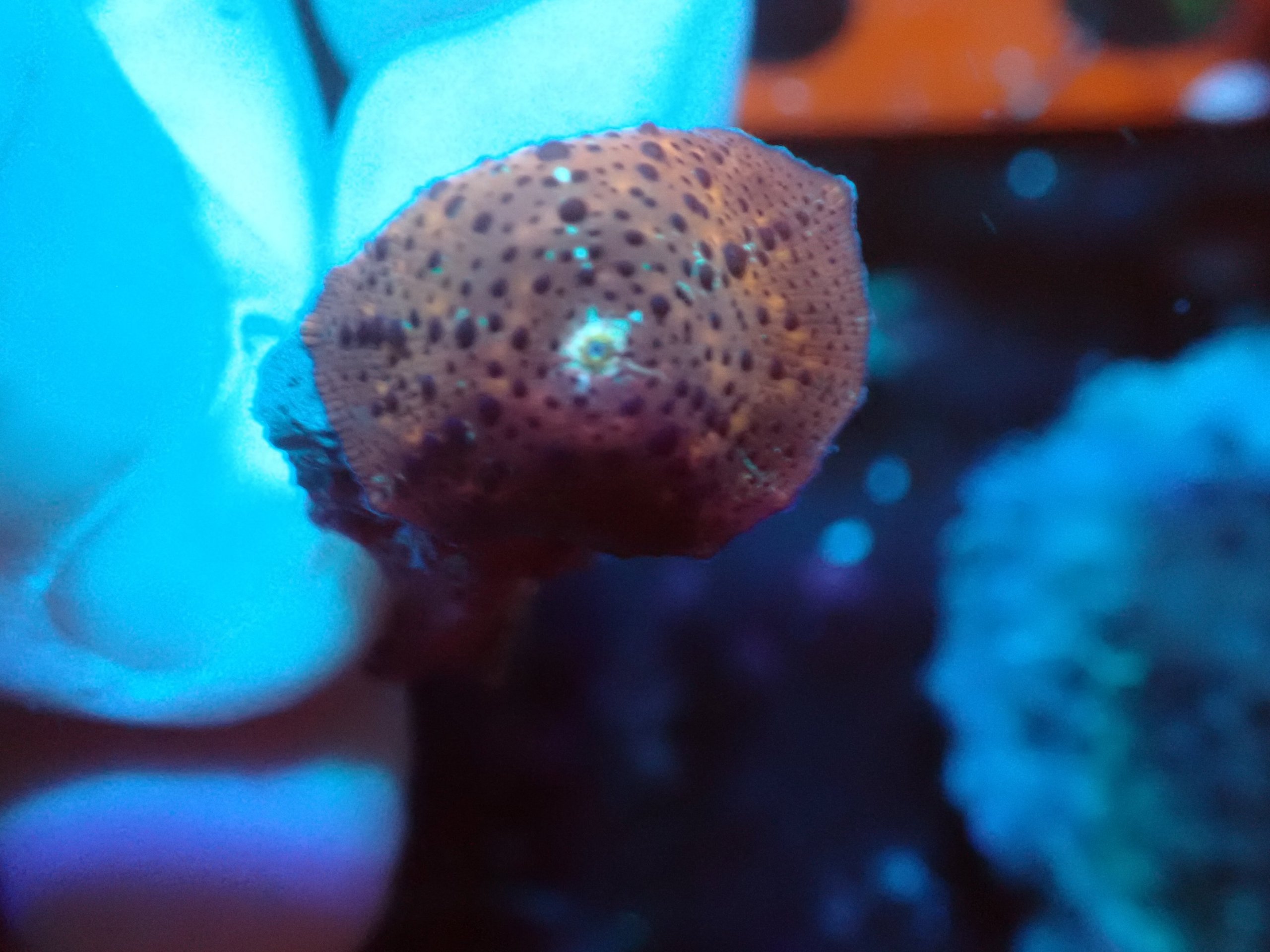 Leopard Discosoma Mushroom - Blackfish Marine