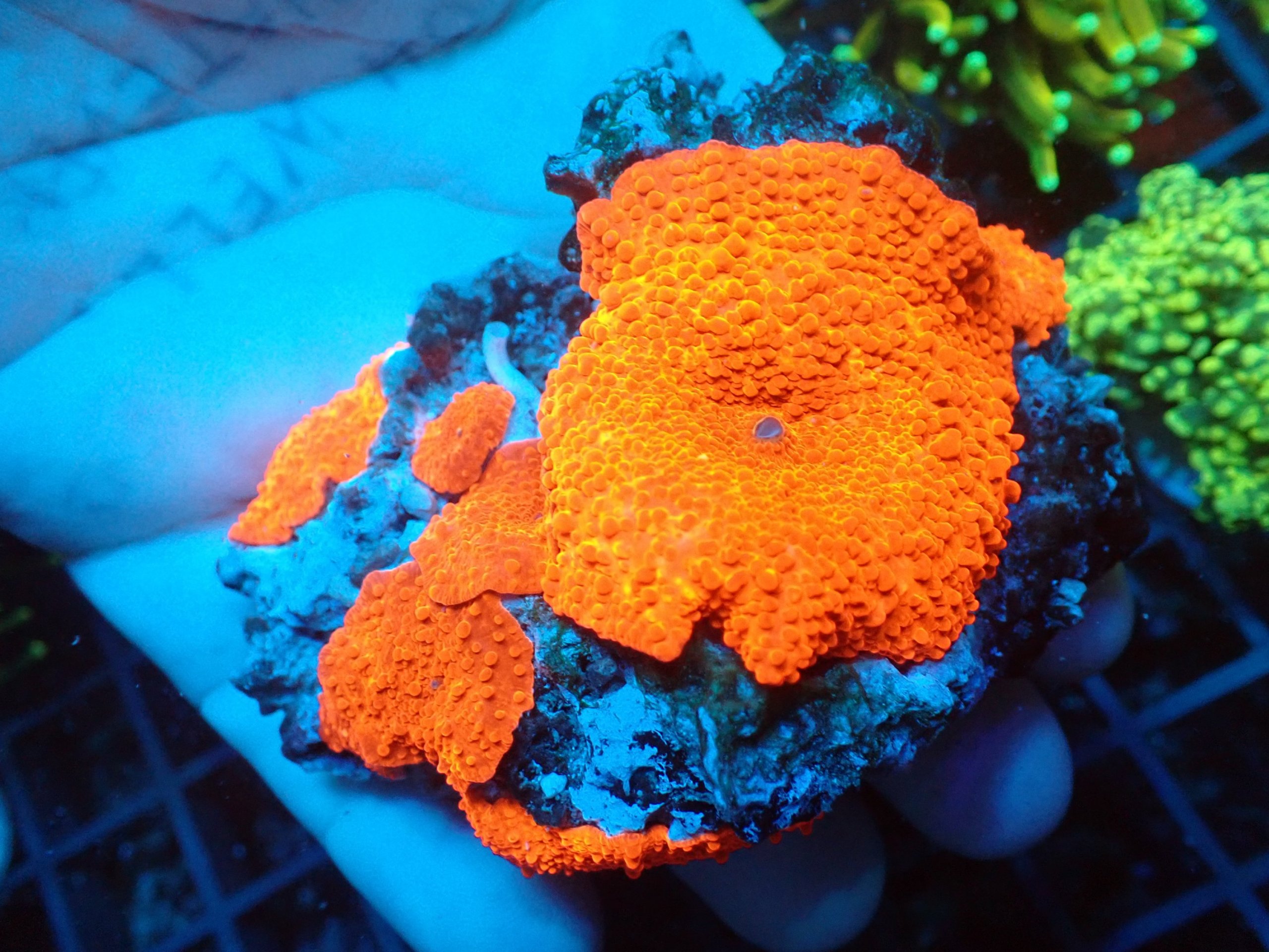 Red Discosoma Mushroom Rock - Blackfish Marine