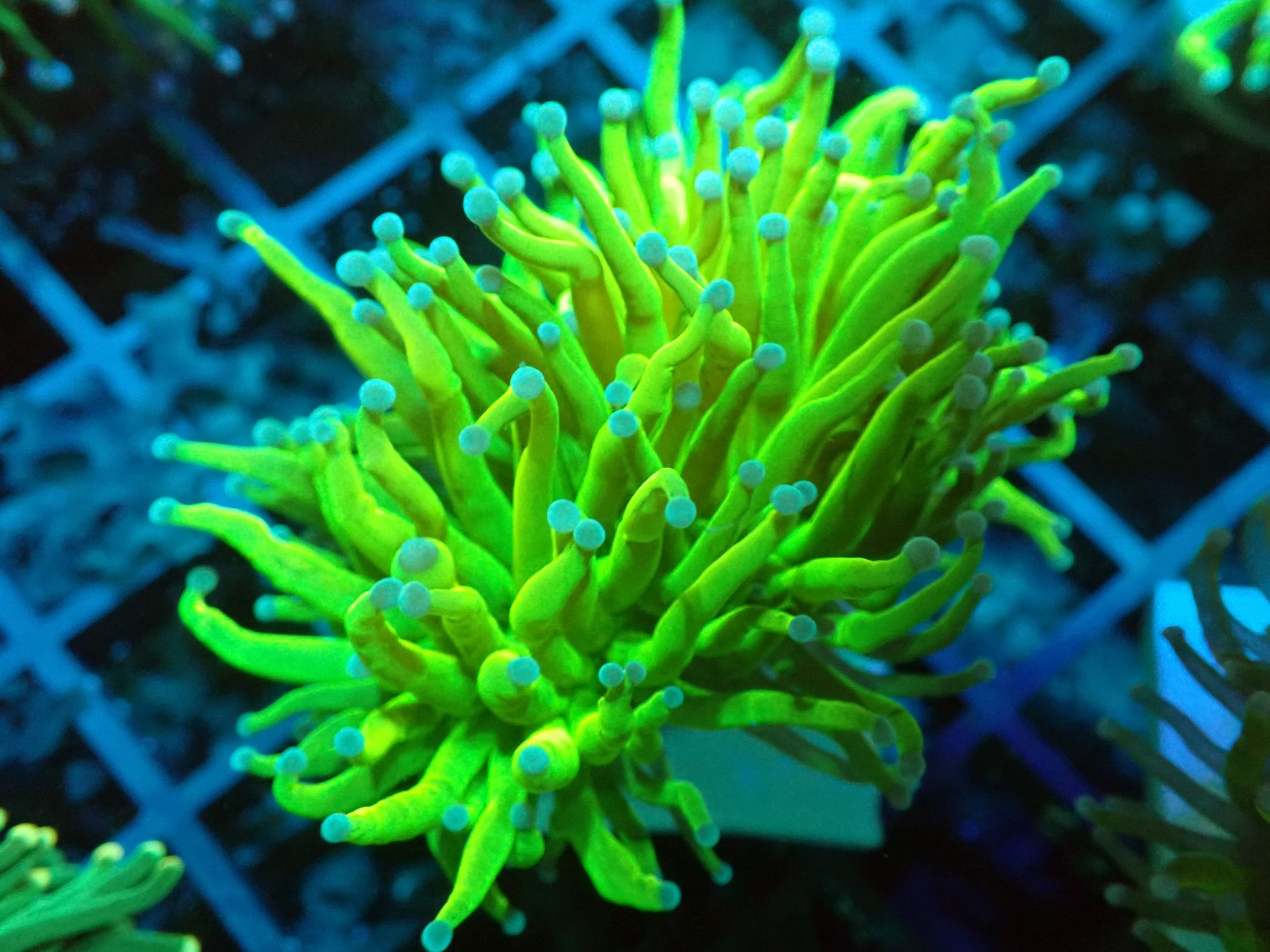 Ultra Grail Torch - Blackfish Marine