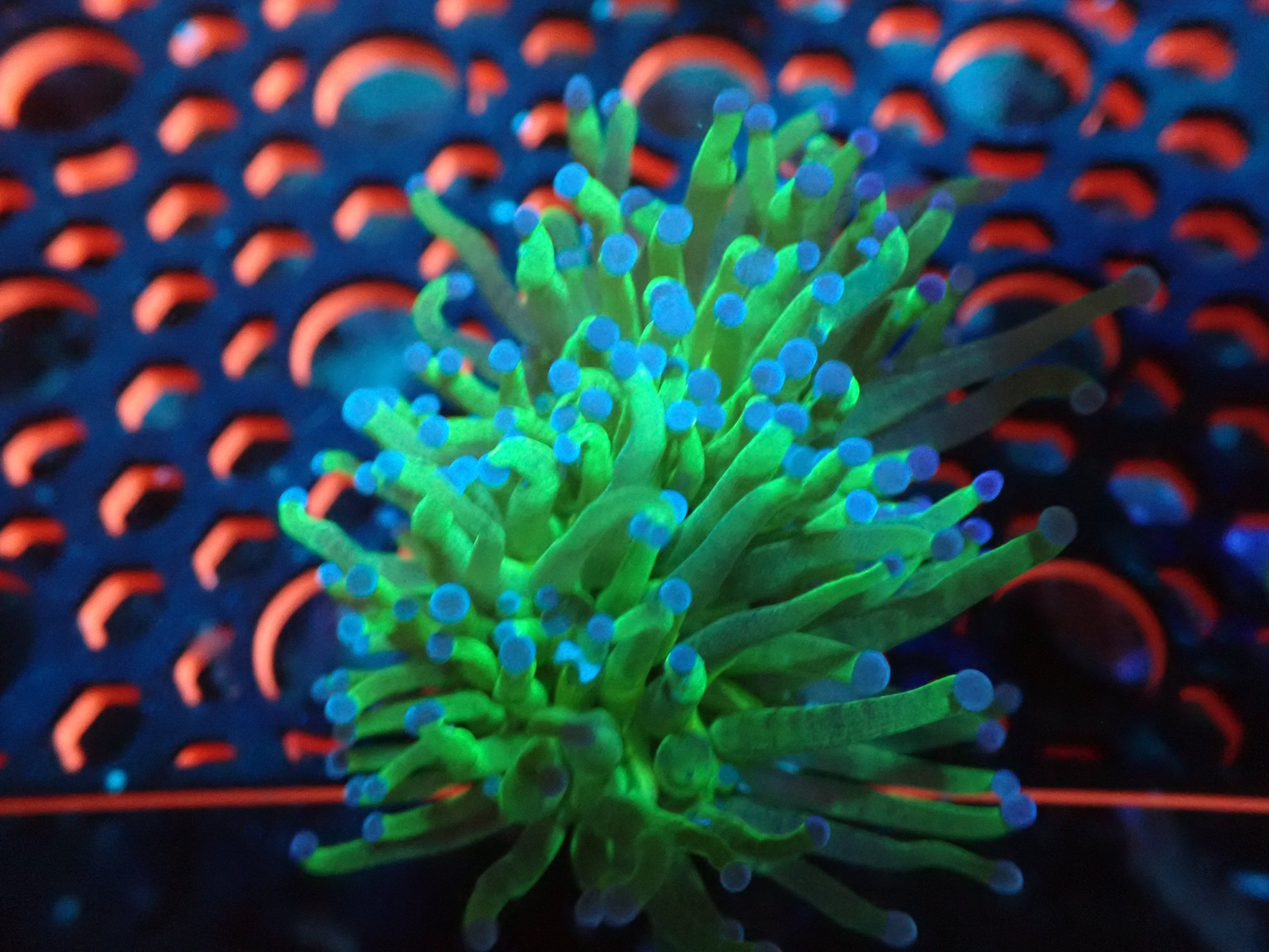 Blue Tip Torch Coral - Blackfish Marine