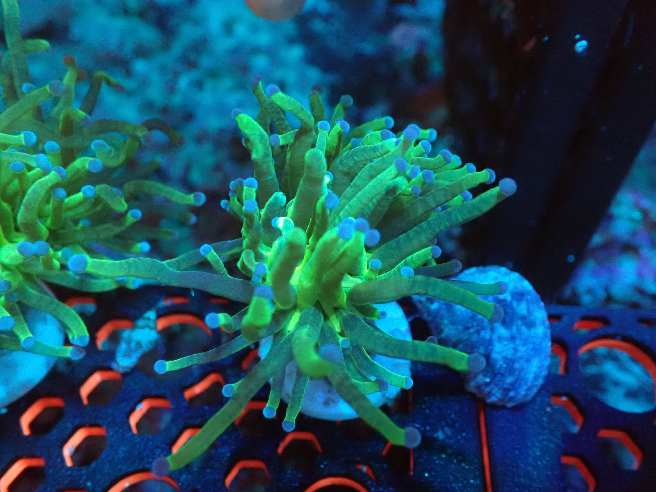 Blue Tip Torch Coral - Blackfish Marine