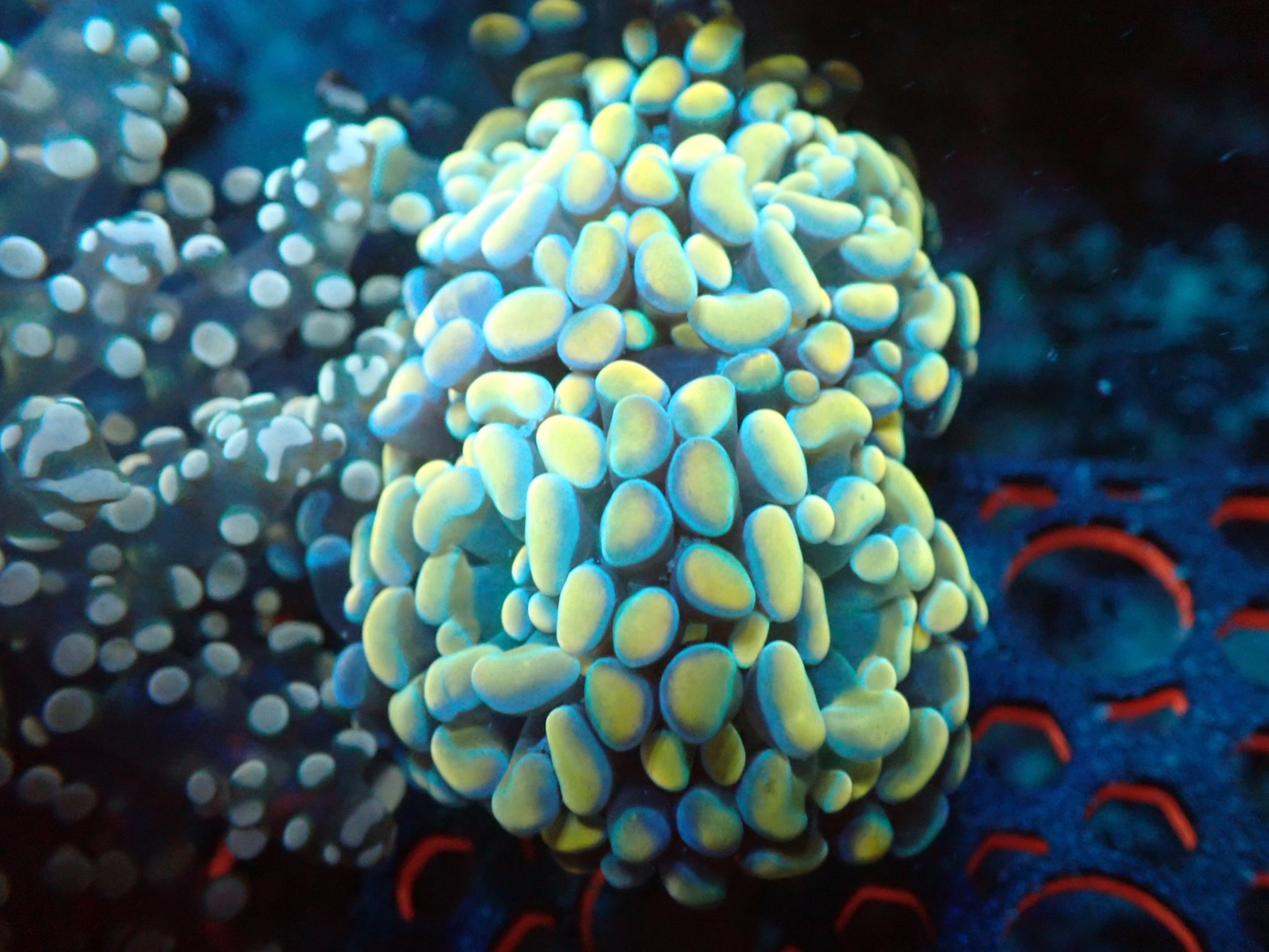 Gold With Blue Hue Hammer Coral - Blackfish Marine
